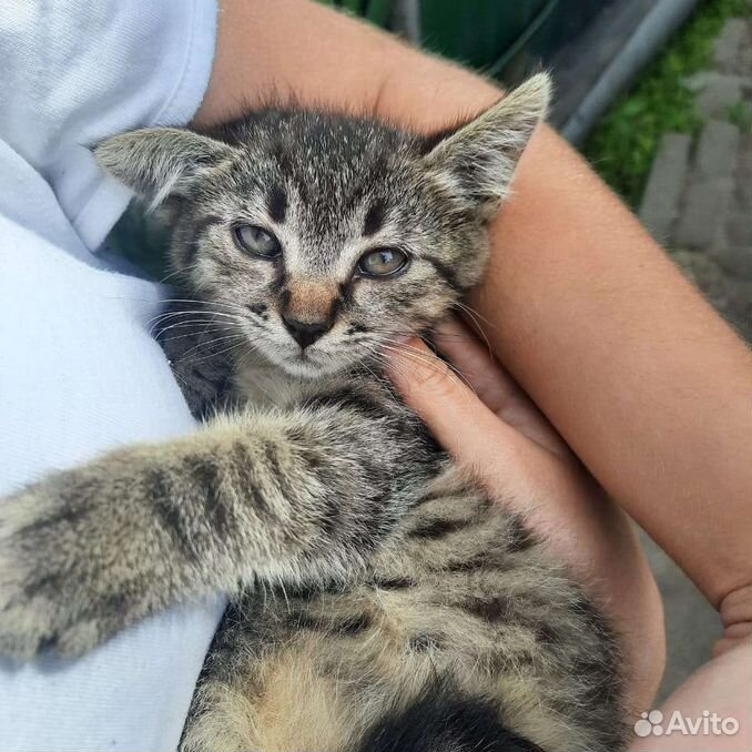 Котенок с завола хочет жить. Ищет дом