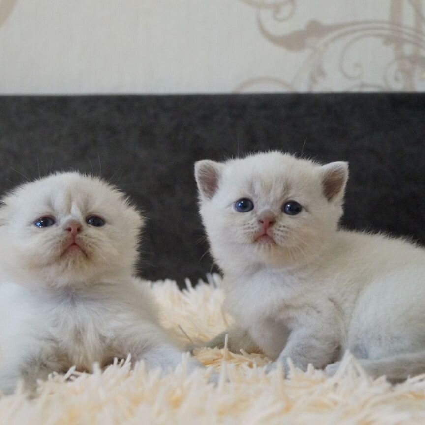 Шотландские малыши