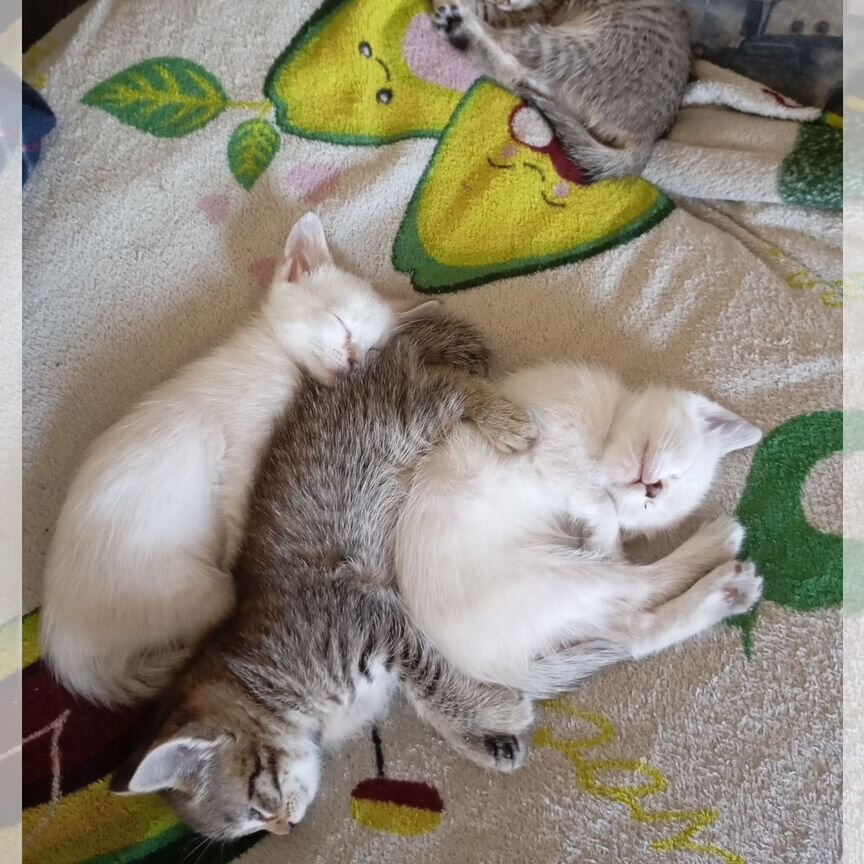 Котёнок в добрые руки