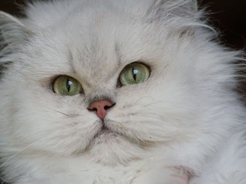 Сестра на первом фото, котенок Лори