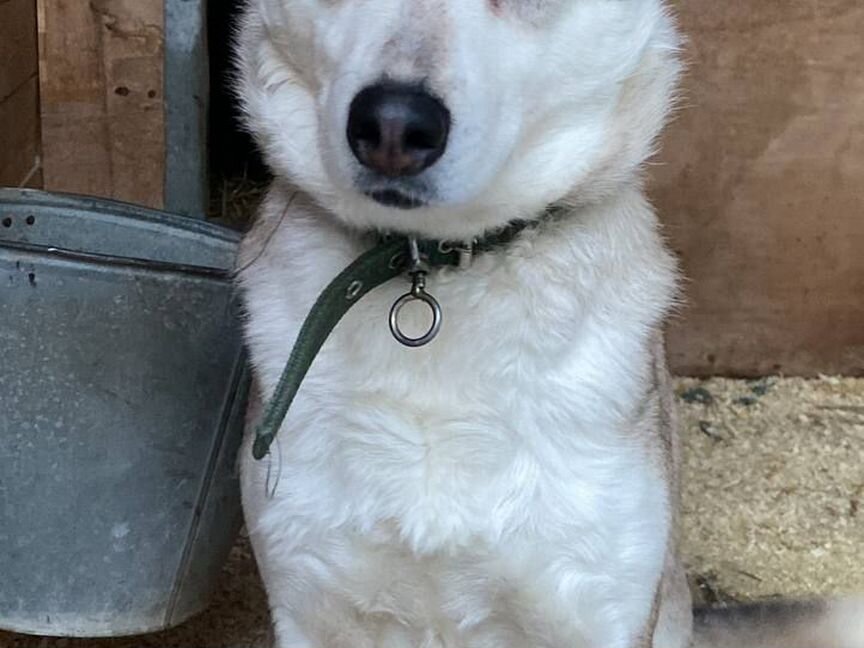 Мини-хаски в добрые руки из приюта