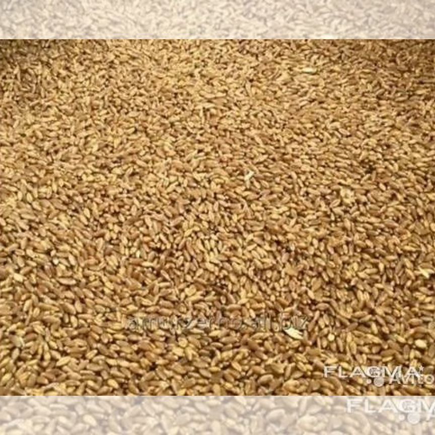 Зерно фуражное