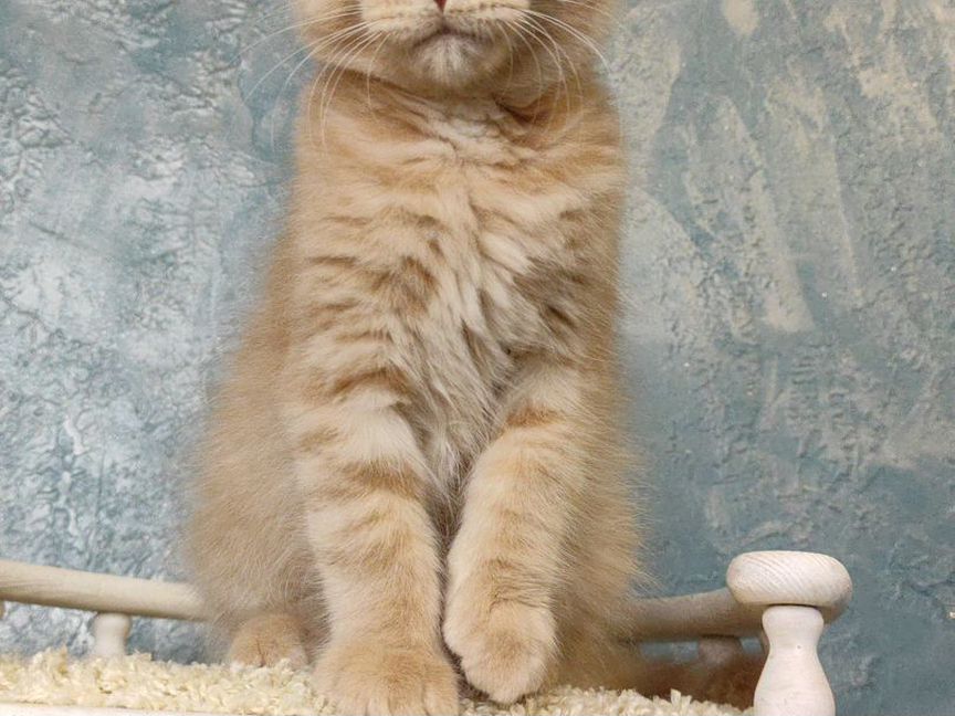 Котята для хороших людей