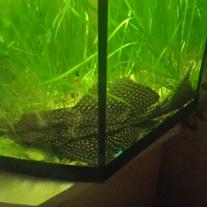 Анциструс большой