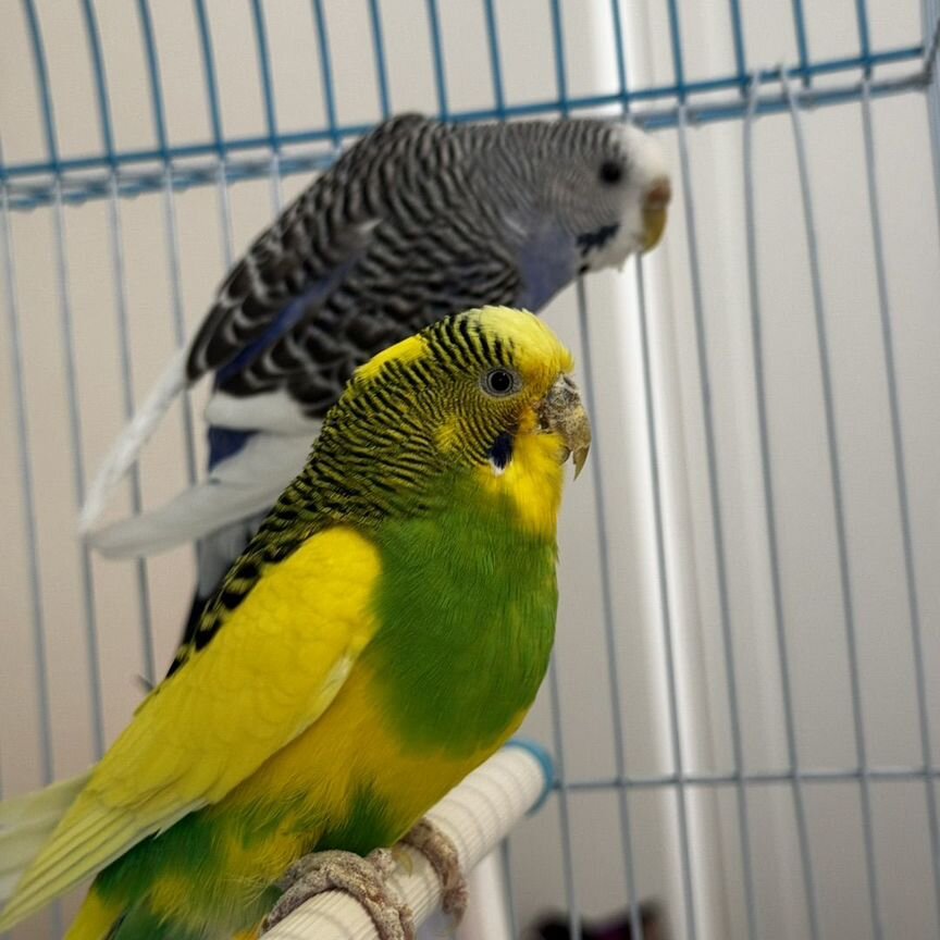 Волнистые попугаи с клеткой
