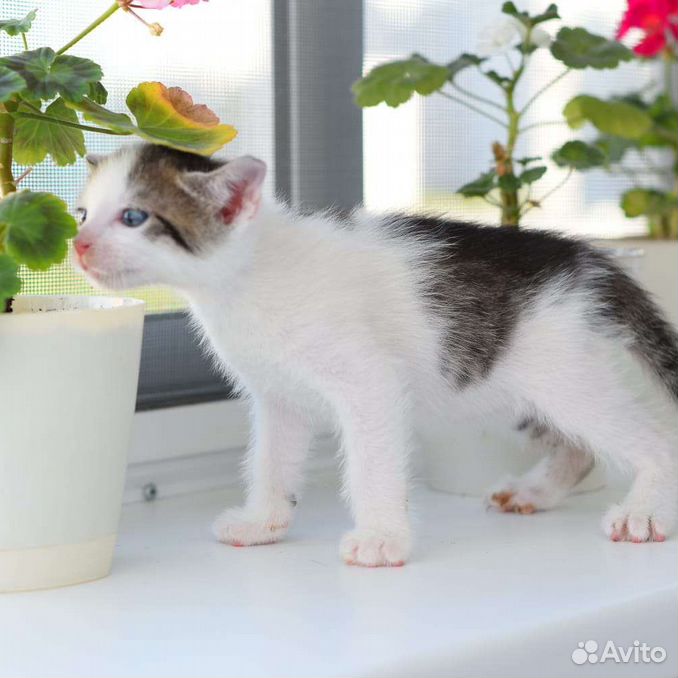 Самый добрый и скромный котенок на свете мальчик