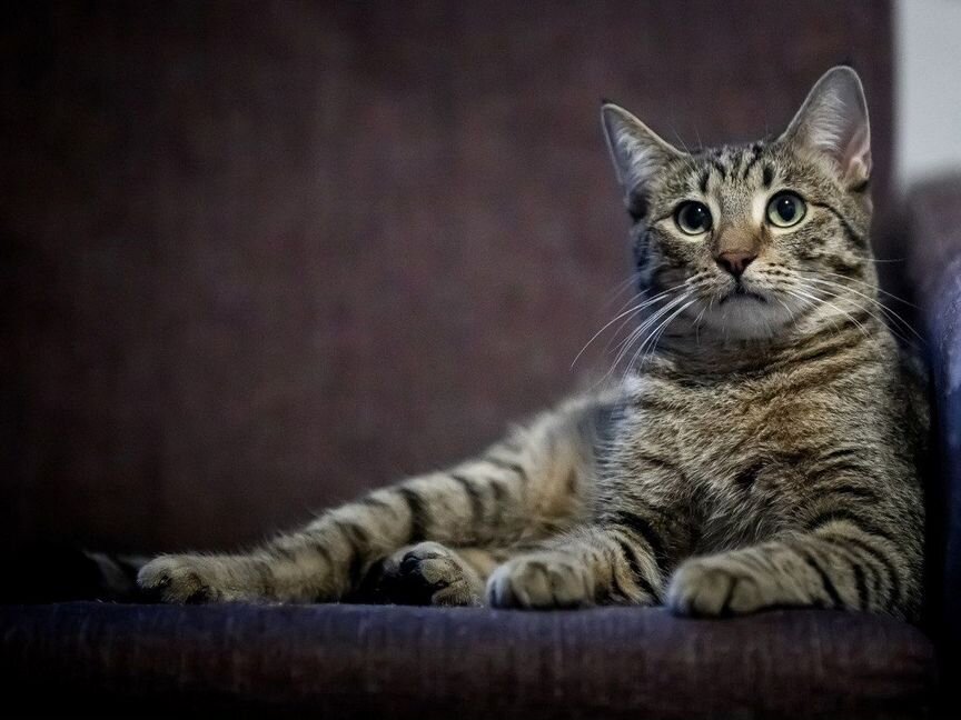 Кот 11 месяцев ищет семью