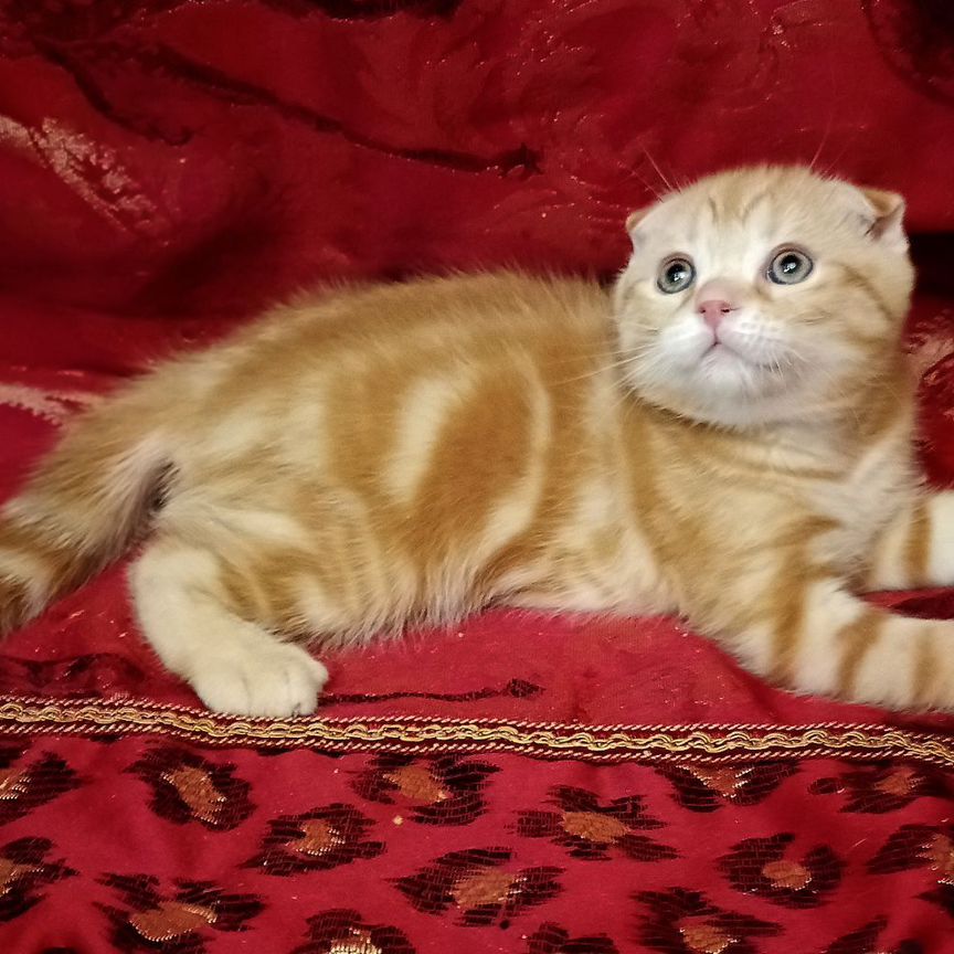Шотландский вислоухий короткошёрстный котёнок