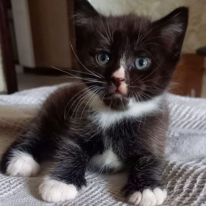 Котята мейкуны продажа
