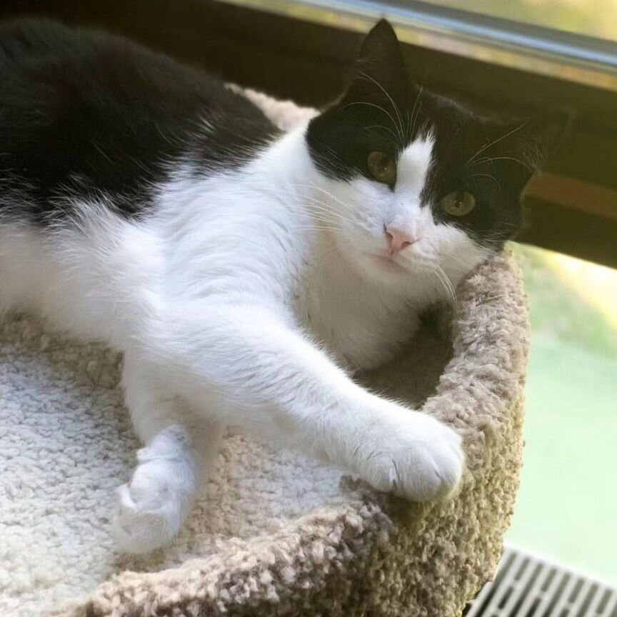 Ласковая кошечка Домино