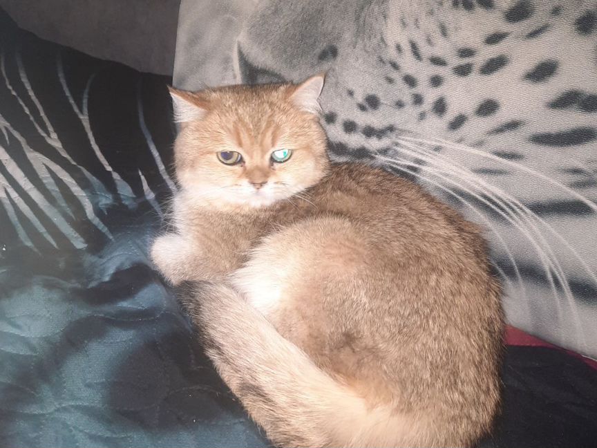 Золотая шиншила кот