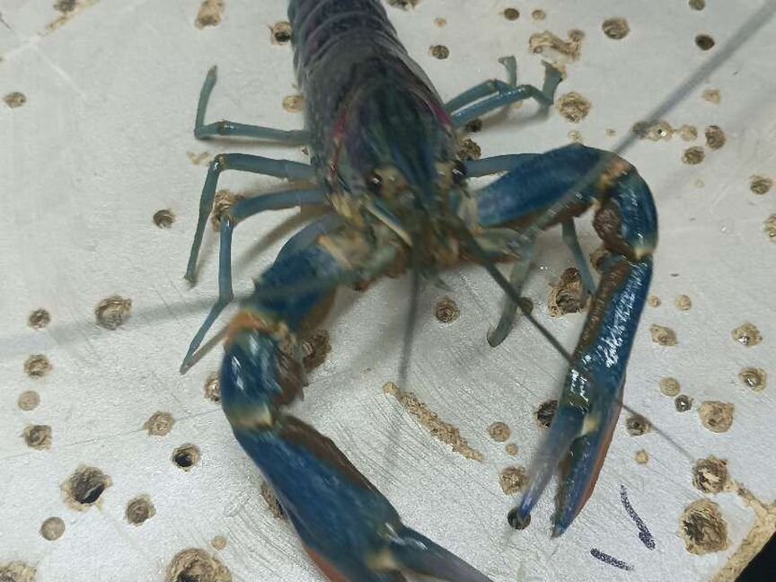 Австралийский красноклешневый рак