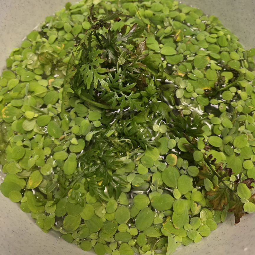 Аквариумное растение