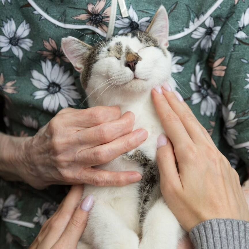 Котенок-мурчалкин просится на ручки