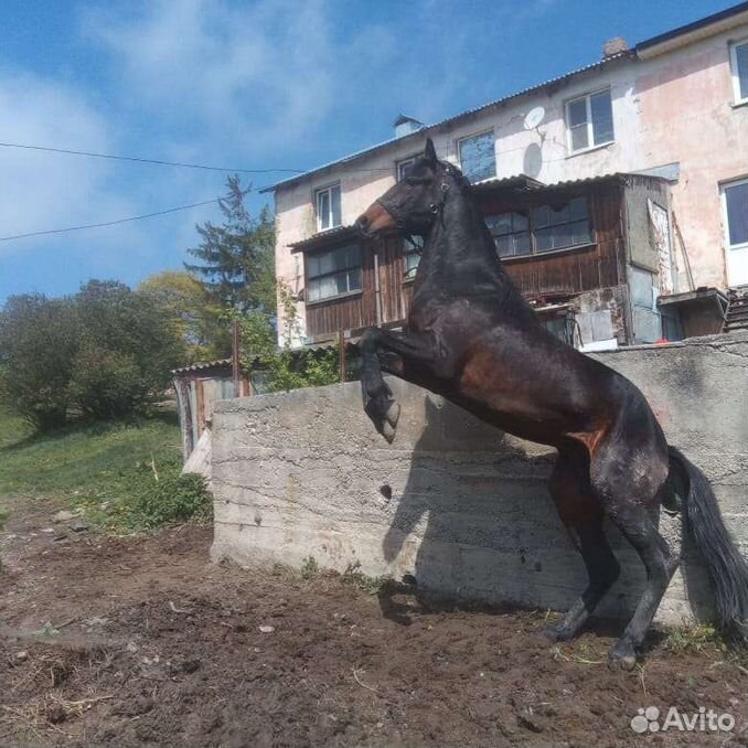 Лошадь жеребец Карачаевский порода