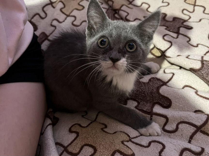 Котенок