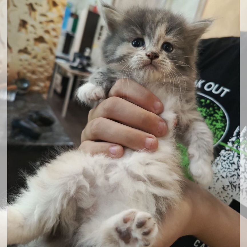 Отдам бесплатно животные
