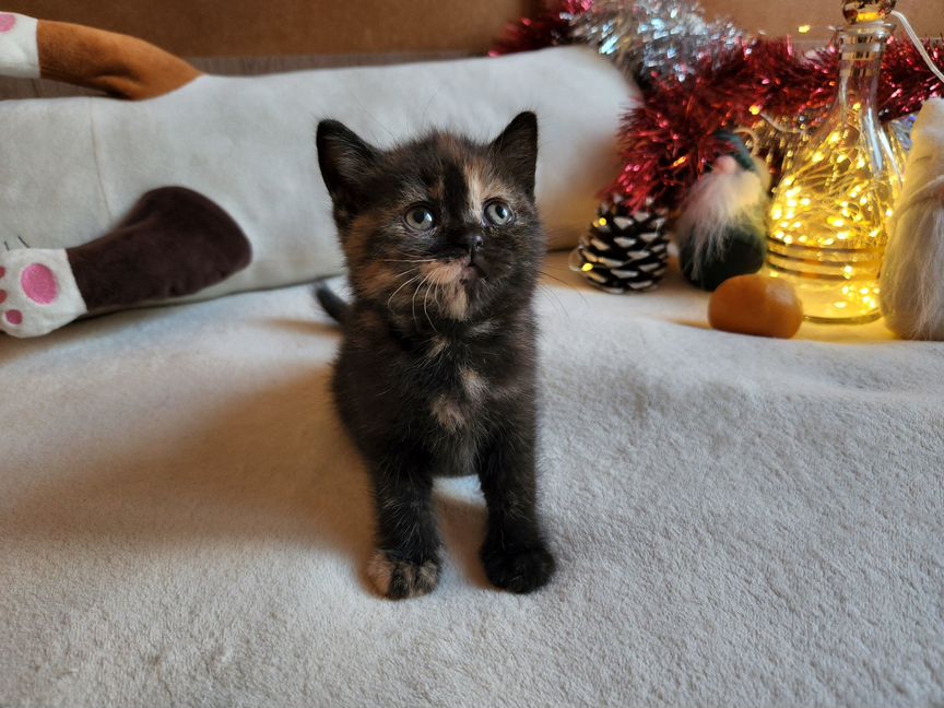 Британская чёрная девочка