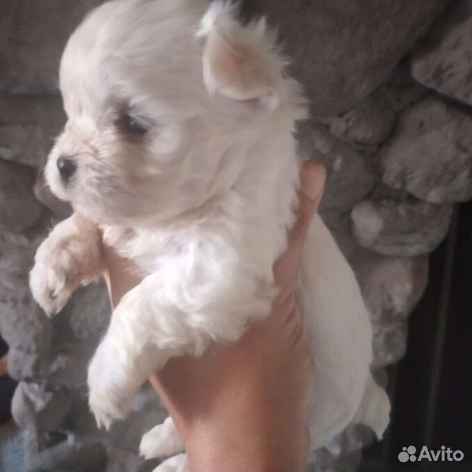 Мальтезе кобели с документами РКФ