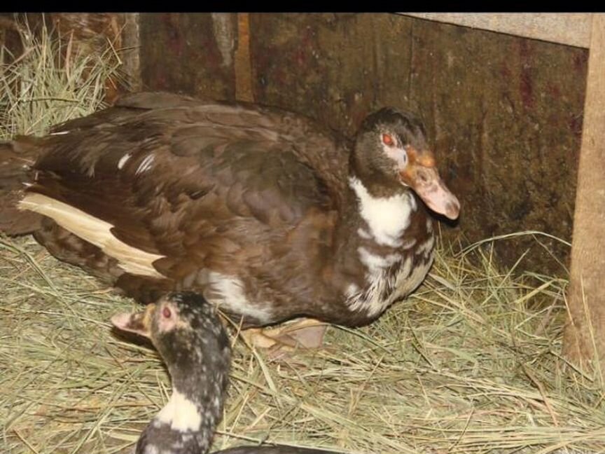 Индоутки на племя