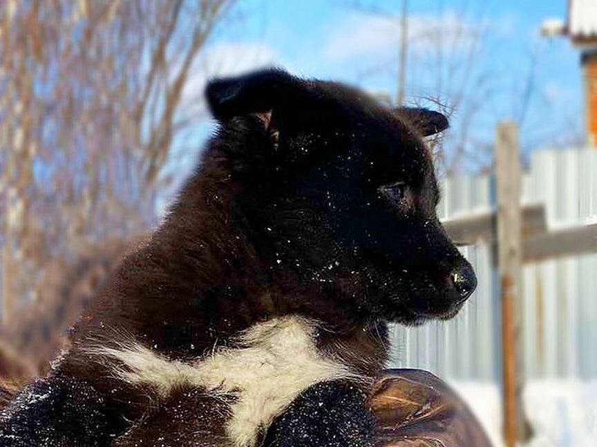 Щенок в добрые руки бесплатно