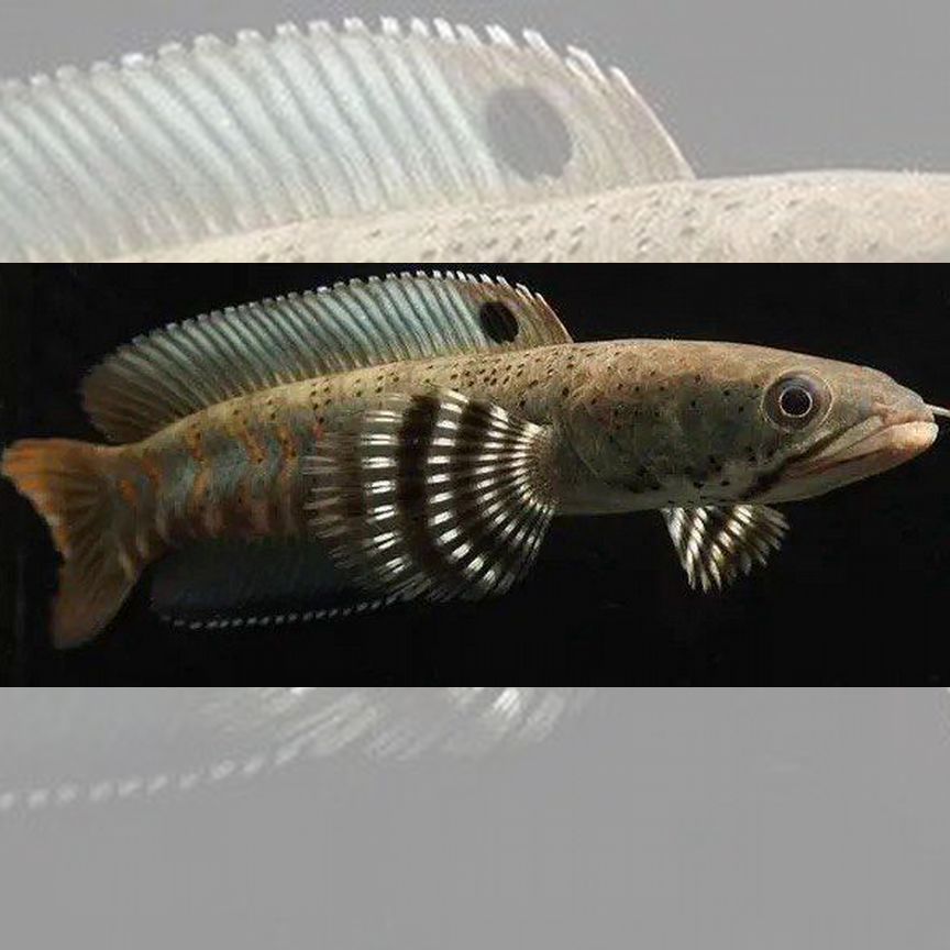 Змееголов Пульхера