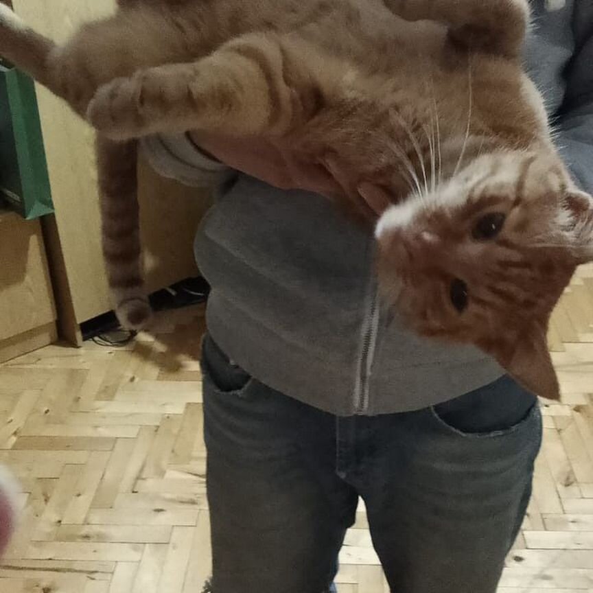 Отдам кота в добрые руки москва