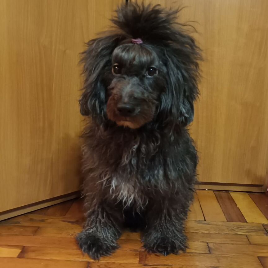 Китайская пуховая собака