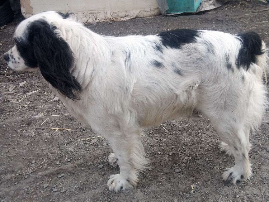 Вязка спаниель