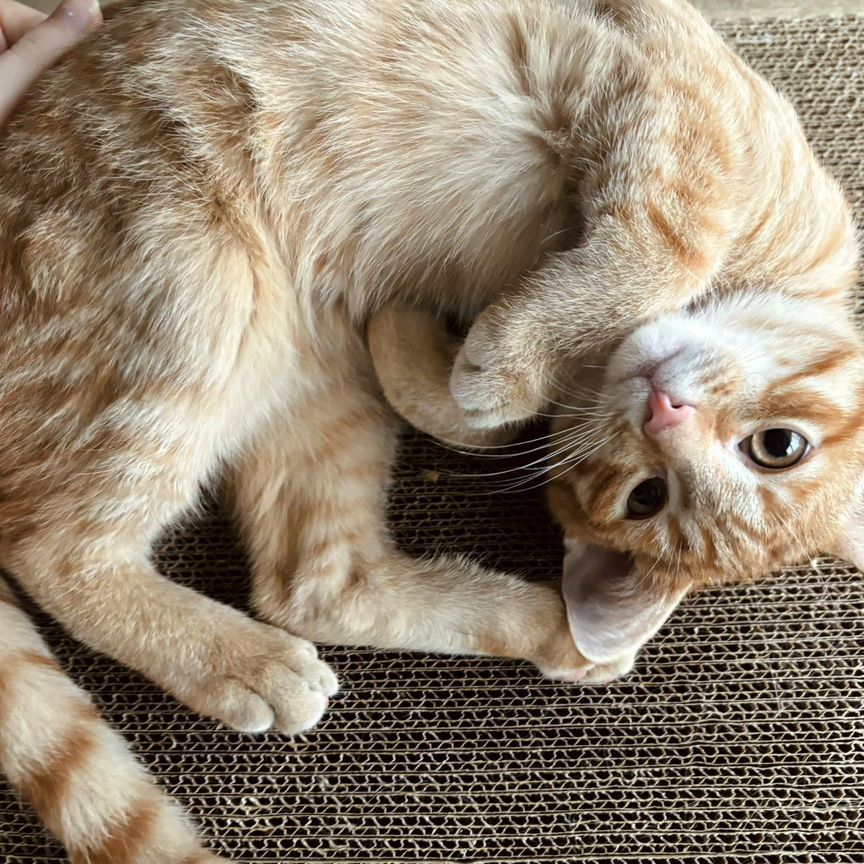 Котенок в добрые руки
