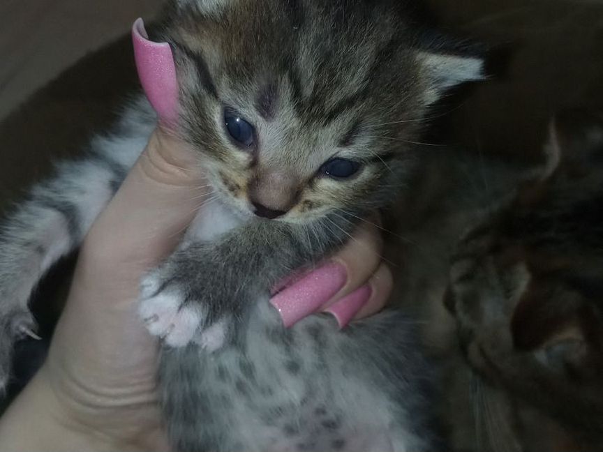 Котята в добрые руки