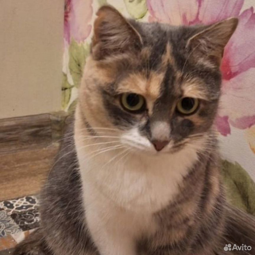 Элегантная молоденькая киса Simona