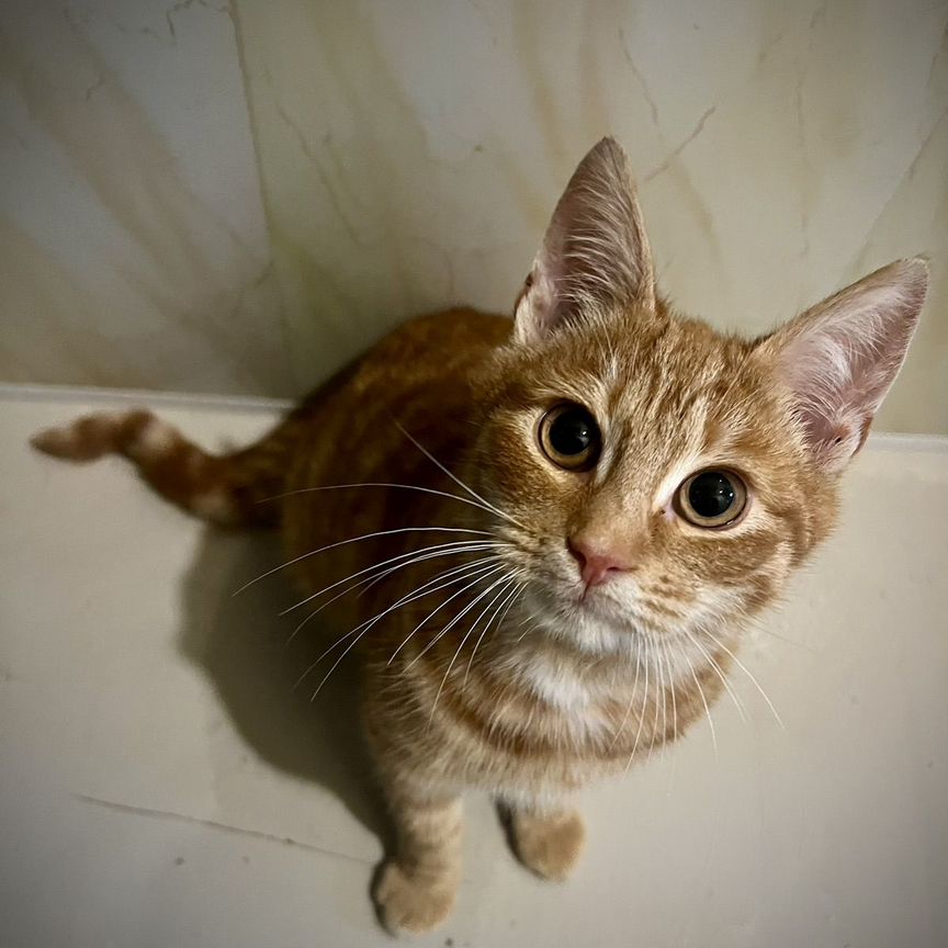 Котенок мальчик 4 месяца бесплатно