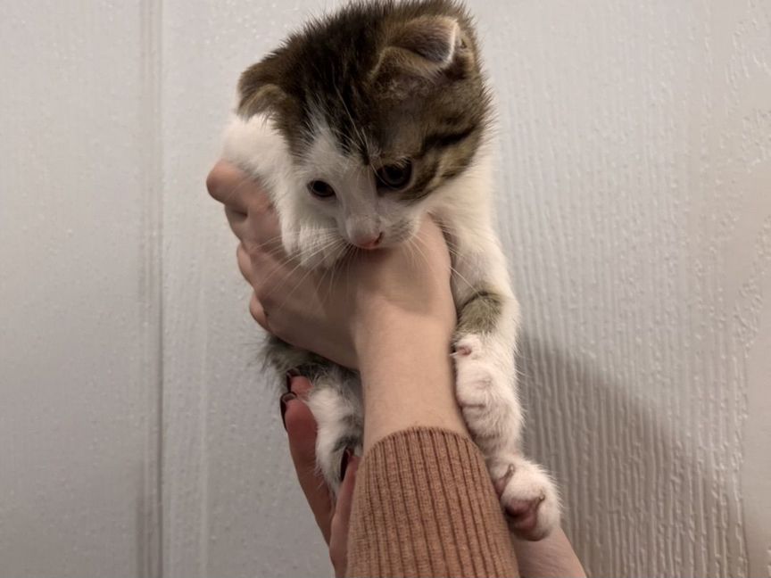 Котята