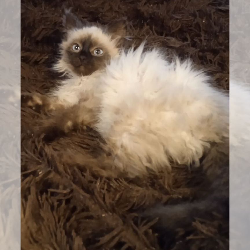 Невский маскарадный котёнок