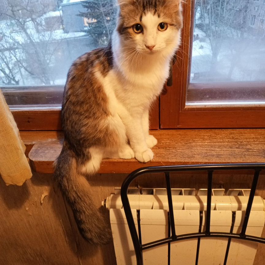 Отдам кота в добрые руки бесплатно