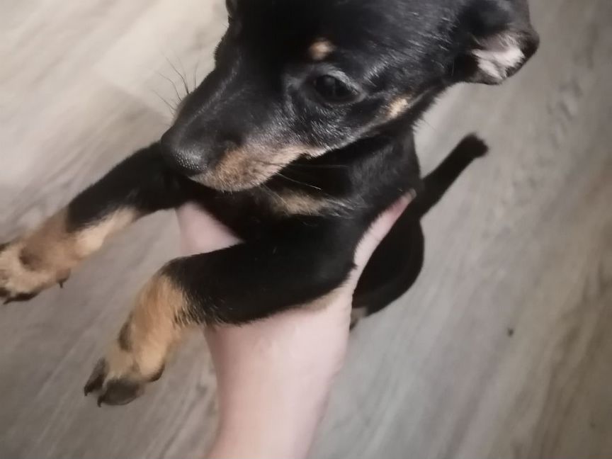 Собака маленькая порода той терьер