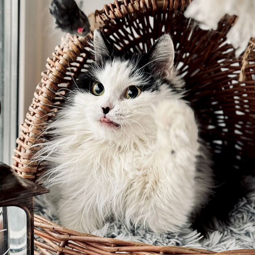 Котёнок в добрые руки