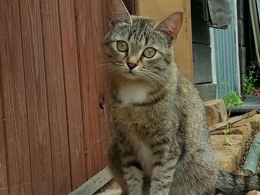 Кошка