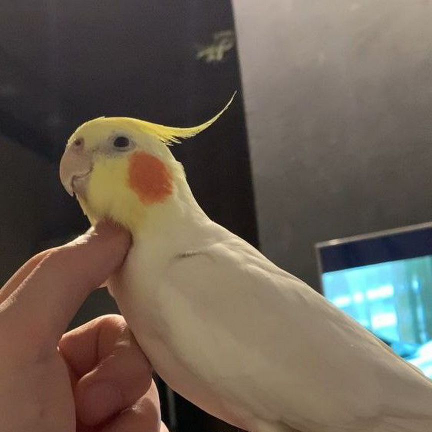 Отдам в добрые руки кореллу