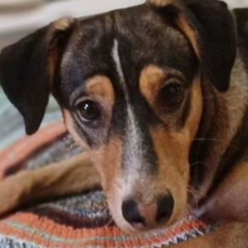 Спасите Щеночка. Собака в добрые руки