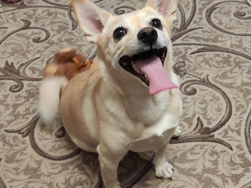 Маленькая собачка в добрые руки