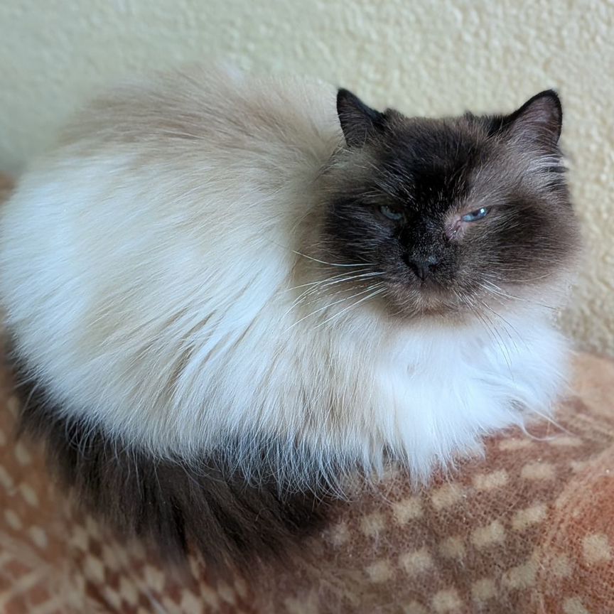 Взрослая, кошка в добрые руки