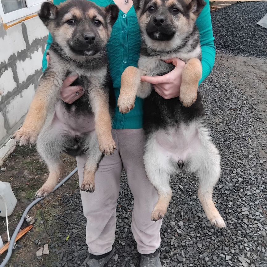 Отдам в добрые руки