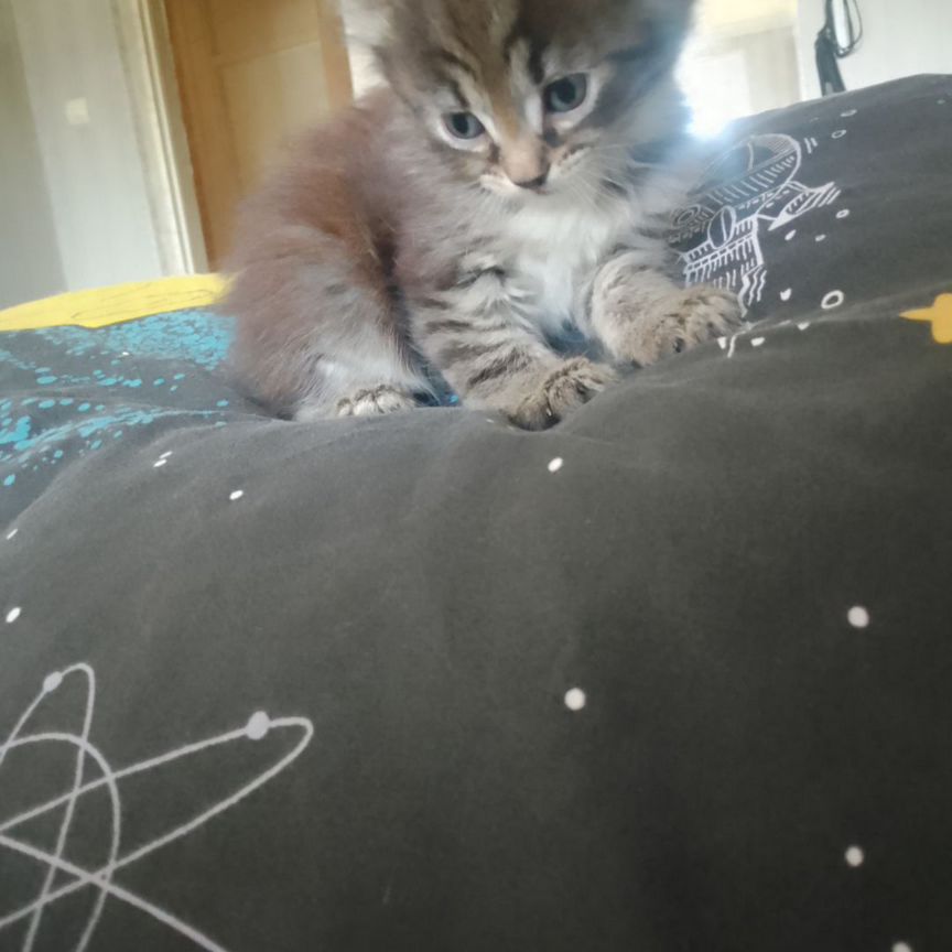 Котята мальчики
