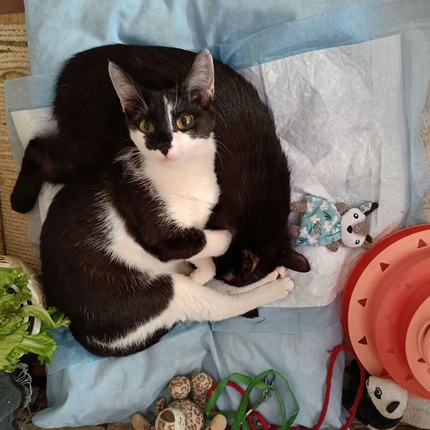 Нежная мышелова