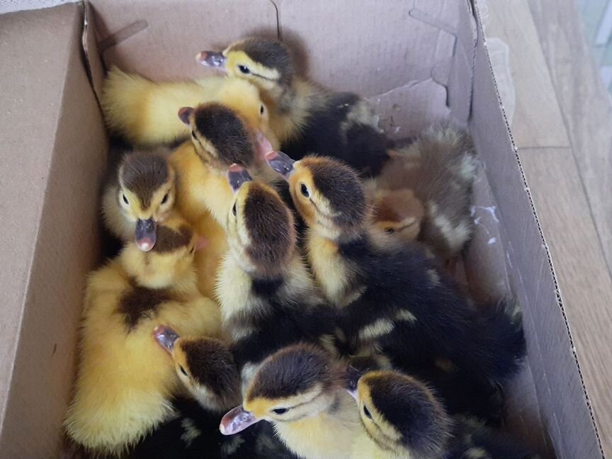 Суточные индоутята