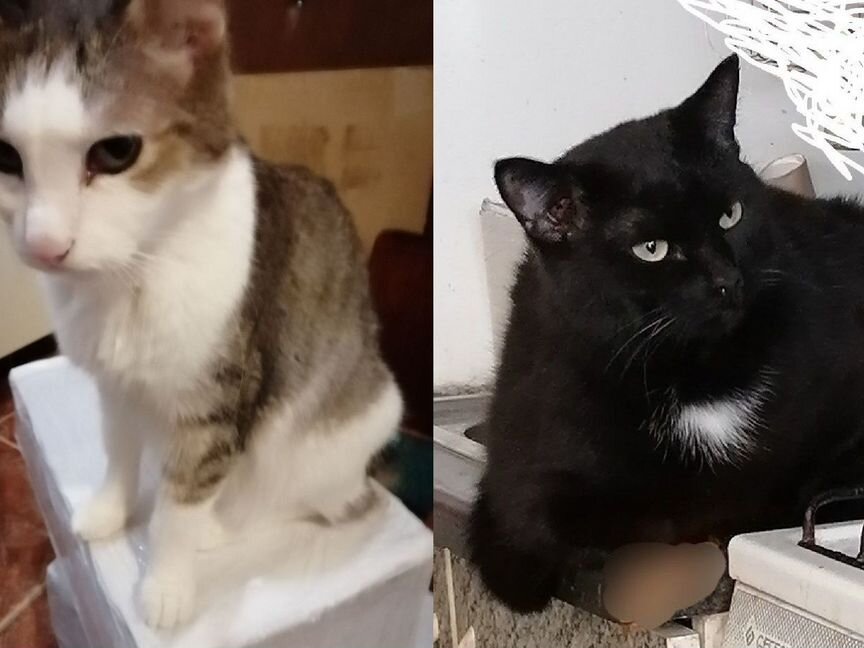 Котики Зайка и Толик ищут хозяйку