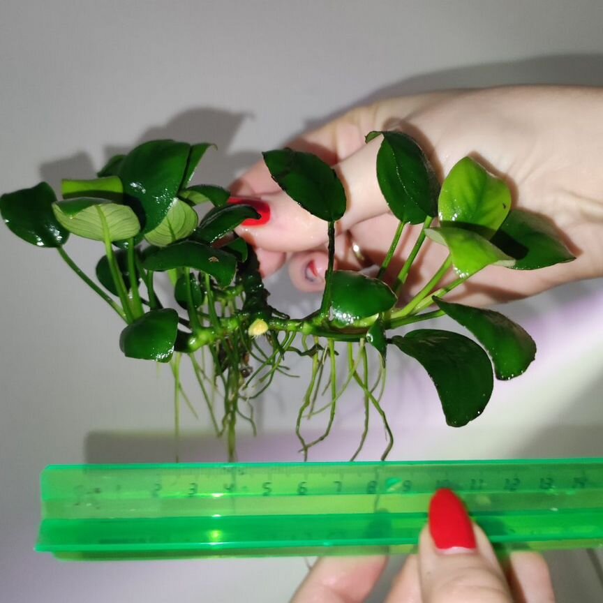 Аквариумное растение