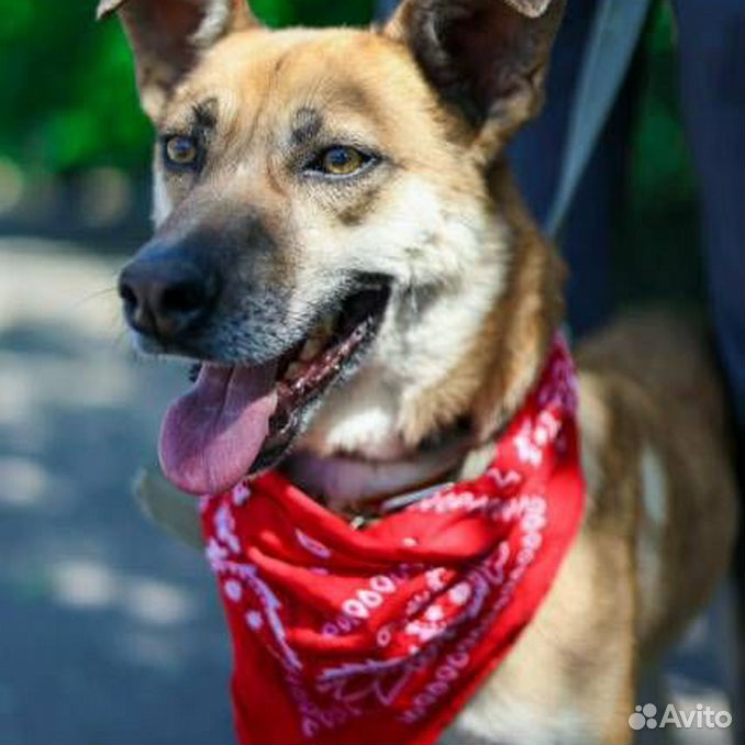 Подарите дом худышке Бивису